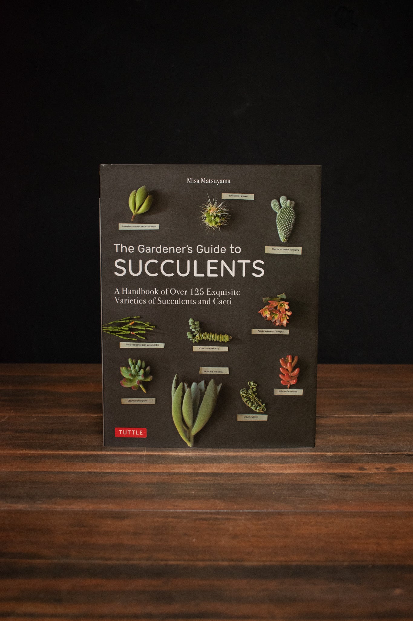 The Gardener's Guide to Succulents – Crimson Horticultural Rarities