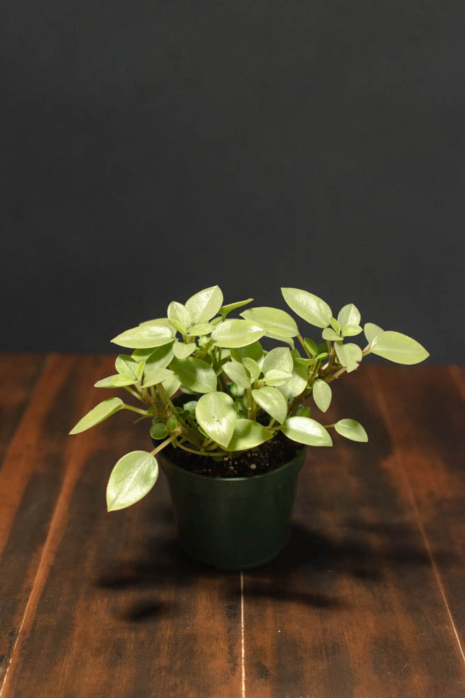 Peperomia - Pixie Lime – Crimson Horticultural Rarities