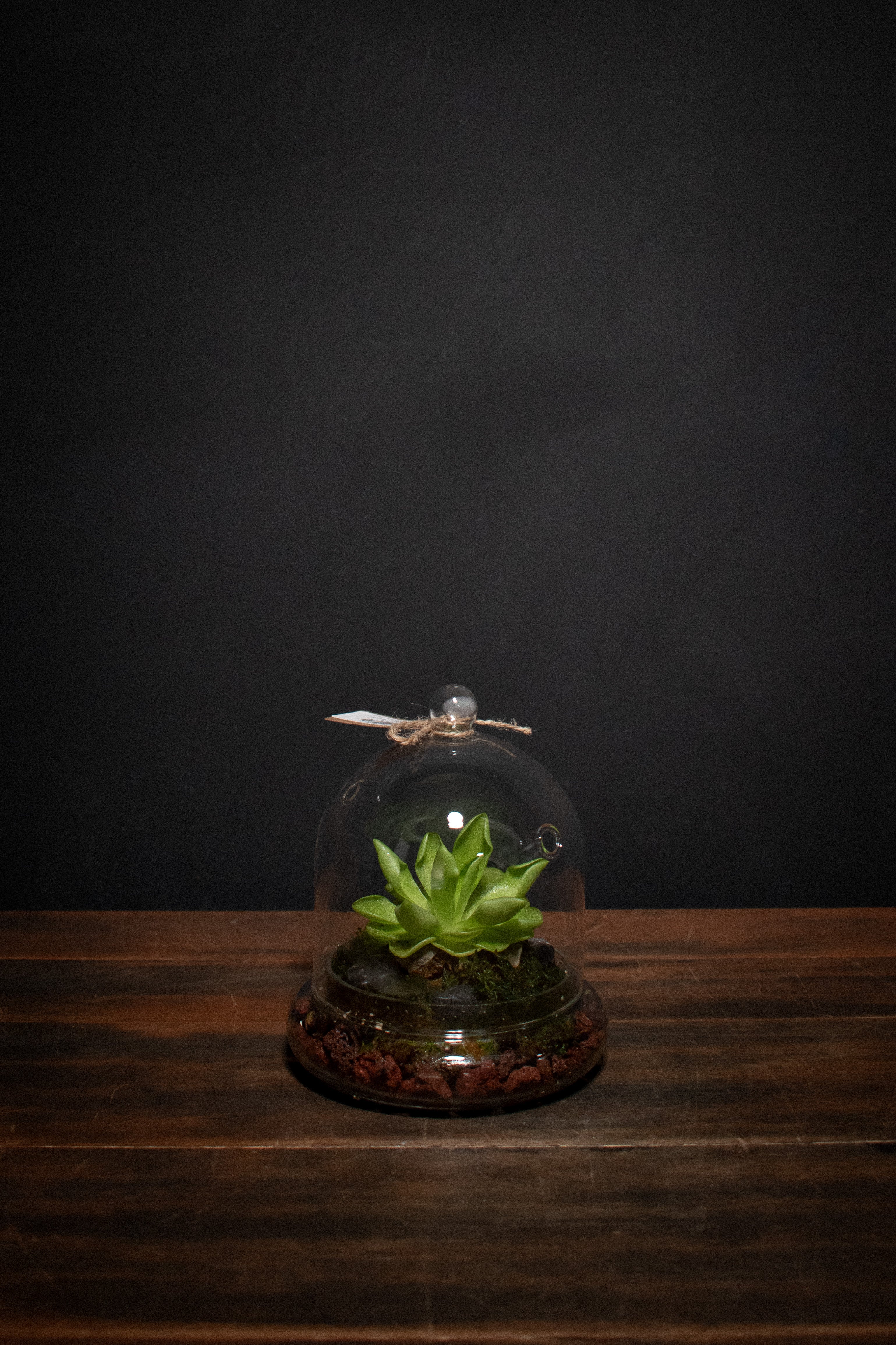 Terrariums: Make Your Own at Home – Crimson Horticultural Rarities