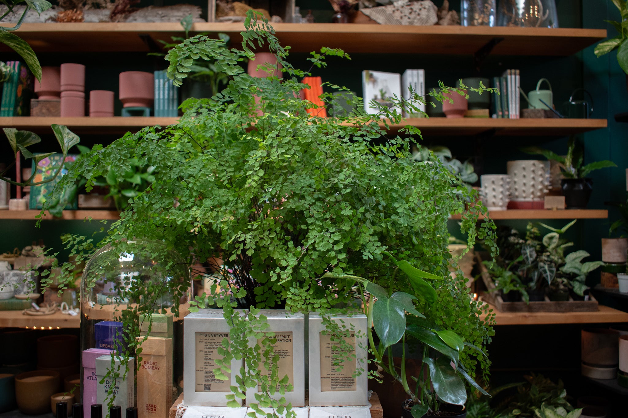 Demystifying the Fern: How to keep your fern alive – Crimson ...
