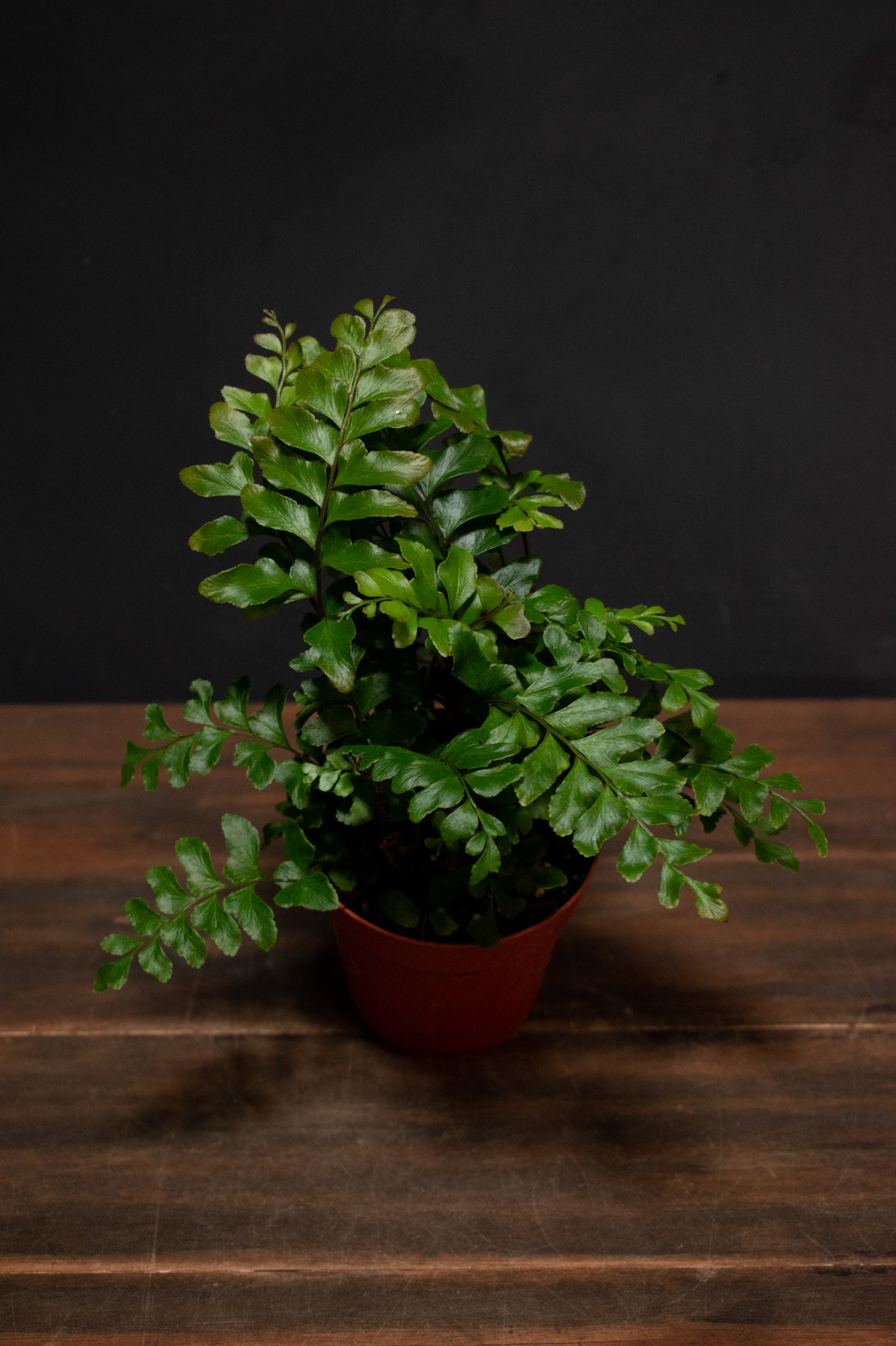 Fern - Mahogany – Crimson Horticultural Rarities