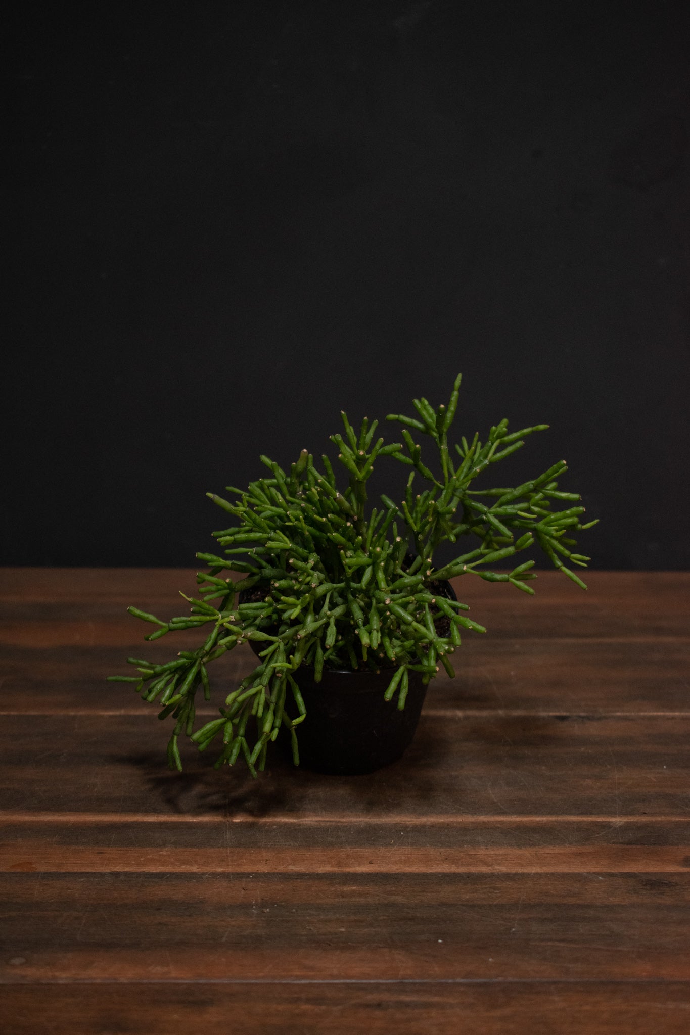 Rhipsalis - Clavata – Crimson Horticultural Rarities